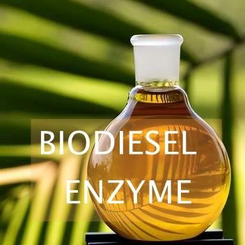 Cina Enzima della lipasi di reazioni di transesterificazione per la sintesi del biodiesel in vendita