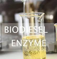 Cina Idrolisi enzimatica dei lipidi dello spreco per produzione del combustibile biologico facendo uso delle lipasi in vendita