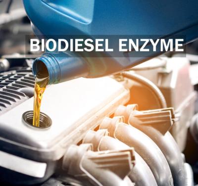 Cina Miglioramento dell'enzima della lipasi di stabilità per il rendimento e la qualità migliori del biodiesel in vendita
