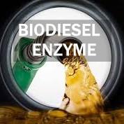 Cina Vie metaboliche del lipido degli enzimi della lipasi di attività di produzione del biodiesel in vendita