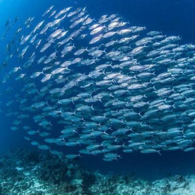 Cina Trasformazione dell'olio marino enzimatico ecologico: immobilizzazione della lipasi Novozym 435 in biocatalisi in vendita