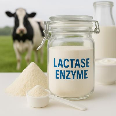 Cina Beta-galattosidasi alimentare per soluzioni di intolleranza ai latticini Supplemento enzimatico senza latticini per migliorare l' assorbimento della digestione in vendita