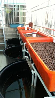 China Heavy Duty Roto Poly Aquaponic Grow Bed  Food Grade Containers For Aquaponics for sale