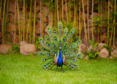 China Gorgeous Metal Yard Ornaments Eye Catching Metal Peacock Statue Colorful for sale