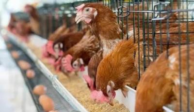 China L-Lactic Acid Poultry Protein Supplement Complete Layer Hen Feed High Peptide Energy for sale
