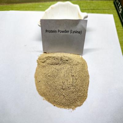 Cina Probiotici Fermentazione Proteine di pollame in polvere proteine grezze 75% in vendita