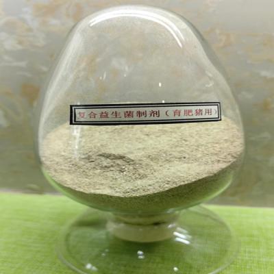 Cina Probiotici ad azione rapida Additivi per mangimi di pollame Polvere gialla marrone in vendita