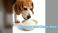 Adult Dog Feed Premix for Muscle Growth and Coat Shine