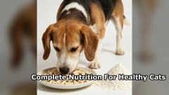 Premium Cat Food Premix Essential Vitamins and Amino Acids