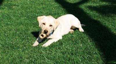 China China Selling Boom Dogs&Pets Grass Durable Waterproof 30mm Artificial Turf, for sale