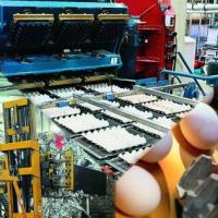 China Fully Automatic Pulp Molding Machine For Making Egg Tray Fruit Tray And Packing Products for sale
