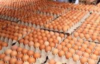 China Fully Automatic Pulp Molding Production Line With Drying Line, PLC Controlled Biodegradable Paper Pulp Machine for Egg Tray, Disposable Tableware & Custom Shaped Pulp Packaging Inserts for sale