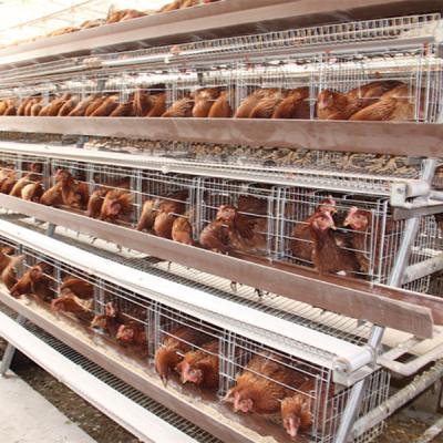 China Galvanized Steel Wire 4 Tiers 128birds Capacity A Type Laying Hen Battery for sale
