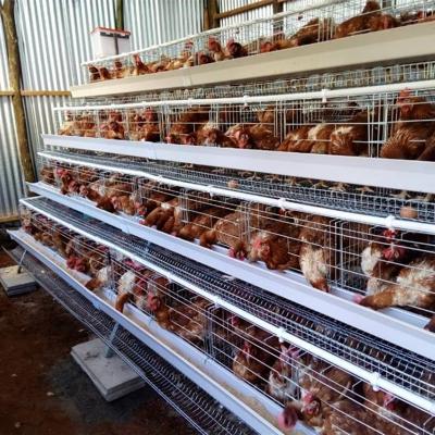 China Cheap Price Galvainzed Chicken Poultry Farm Cage Layer Chicken Coop For 10000 for sale