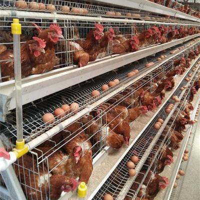 China Galvanized 4Tiers A type Battery Cages For Layers For Farms In Ghana Farming for sale
