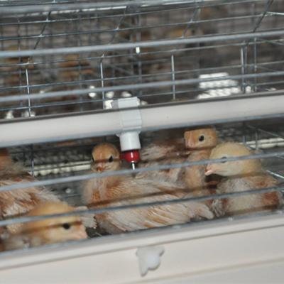 China Chicken Brooder Cage For 1 Day Old Baby Chicks Design For Poultry Farm for sale
