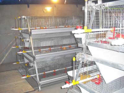 China Factory Price Cold Galvanized 3 Tiers A Type Small Pullets Battery Breeding Cage for sale