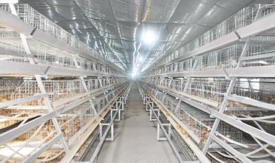 China Factory Price Hot Galvanized 3 Tiers 198 Birds Pullets Battery Breeding Cage for sale