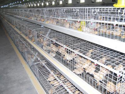China China Wholesale 3Tiers/4Tiers/5Tiers Chick Baby Cage/Battery Layer Cage/Poultry for sale