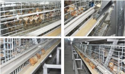 China Poultry Farm Equipment 3Tiers 198Birds Battery Baby Chick Cage System For Sale for sale
