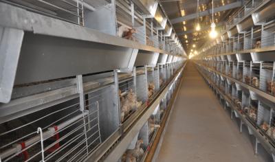 China Wire Mesh Poultry Farm Baby Chicks Cage H Type Automatic Baby Chicken Cage for sale