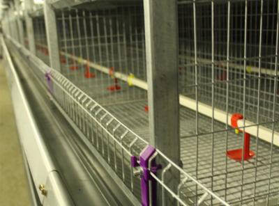 China 4 Tiers 168 Birds Small Pullets Battery Poultry Cage Baby Chicken Cage For Sale for sale