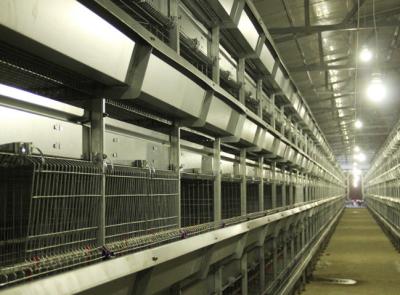 China Automatic Battery Layer Chicken Cage Layer Cage With Automatic Baby Chick Cage for sale