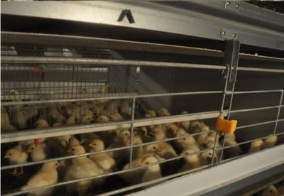China Best Selling H Type Automatic Control Battery Chicken Cages Baby Chicks Cage for sale