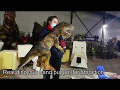 Muñeco de dinosaurio de mano realista Inmune al sol Muñeco de mano de tiranosaurio rex