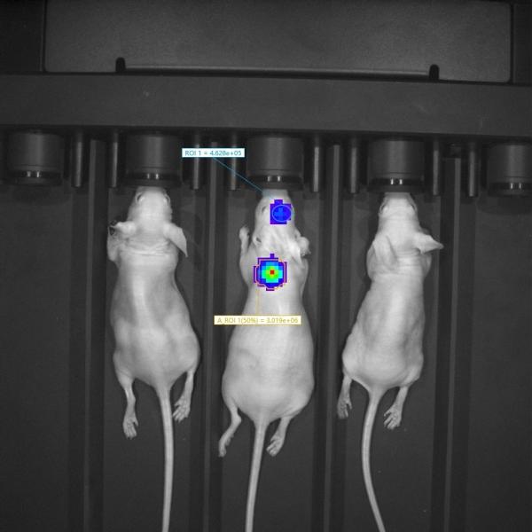 Quality Small Animal In Vivo Imaging System for sale