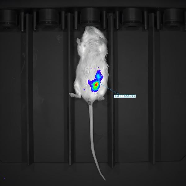 Quality Small Animal In Vivo Imaging System for sale