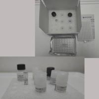 China Human Renin Elisa Kit with 96 tests for sale
