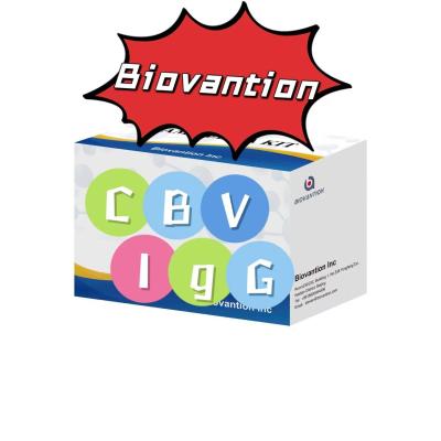 중국 CBV-IgG 항체 ELISA 검사 키트 판매용