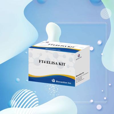 Cina FT4 Kit di test per la diagnosi medica con immunosorbente legato agli enzimi ad alta specificità in vendita