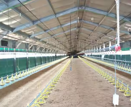 Steel structure poultry house exterior view