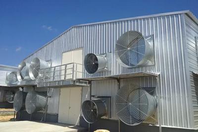 중국 현대 디자인 가공 닭고기 큐프 강철 프레임 맞춤형 차원 판매용