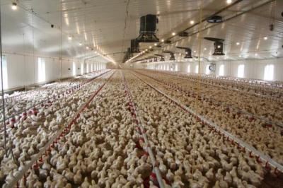 중국 중량 산업용 닭집 Hdg 볼트 연결 닭집 건설 판매용