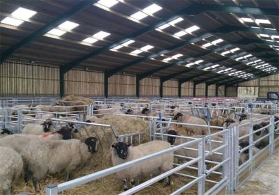中国 羊飼育 家禽 鉄棚 建築 農業 プリファブ 鉄棚 耐火 販売のため