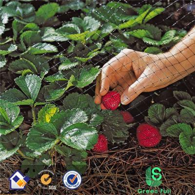 China HDPE agriculture BOP anti bird anti deer net for sale