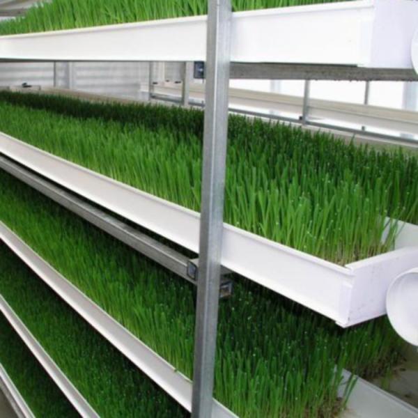 Quality Automatic Vertical Barley Fodder System Grass Forage Hydroponic for sale