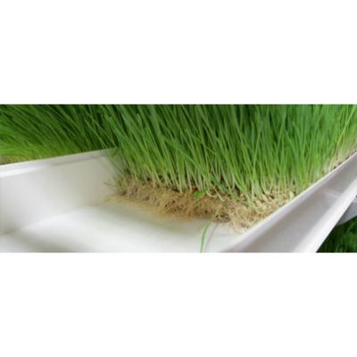 China Automatic Vertical Barley Fodder System Grass Forage Hydroponic for sale