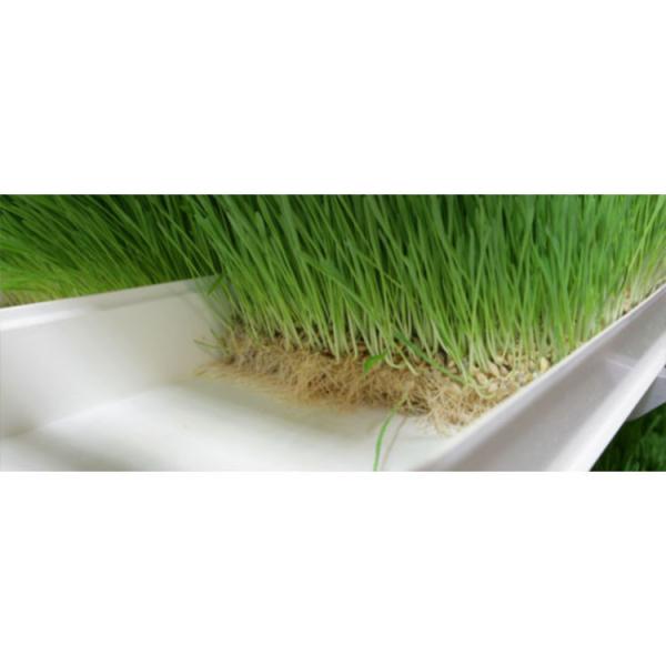 Quality Automatic Vertical Barley Fodder System Grass Forage Hydroponic for sale