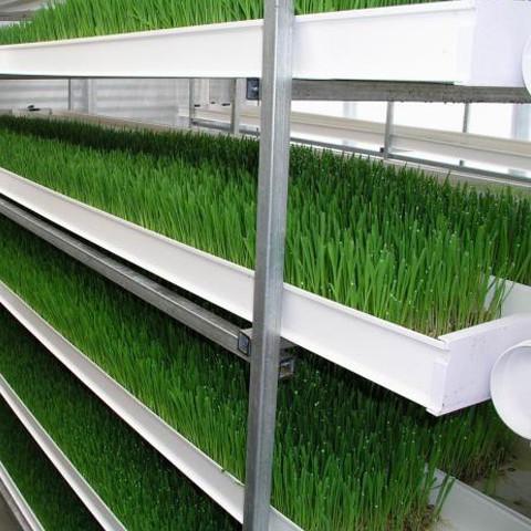 Quality Automatic Vertical Barley Fodder System Grass Forage Hydroponic for sale