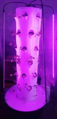 Cina Nuovo sistema di coltivazione idroponica verticale per verdure e fragole con LED in vendita
