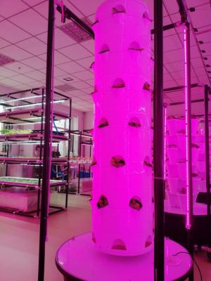 Cina Nuovo sistema di coltivazione idroponica verticale per verdure e fragole con LED in vendita
