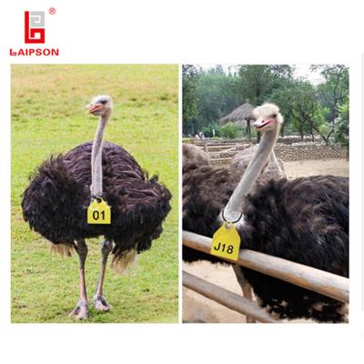 Cina TPU Large Size Goat Sheep Tag With Laser Printing Number Cattle Goat Neck Collar in vendita