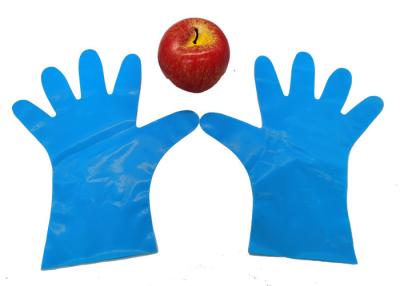 Cina Flexible Puncture-resistant Blue CPE Gloves for Kitchen Food Classification in vendita
