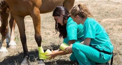 Cina Fixation Animal Healthcare Oem Cohesive Bandage Patterned Wrap Vet Flexible Self Adhesive in vendita