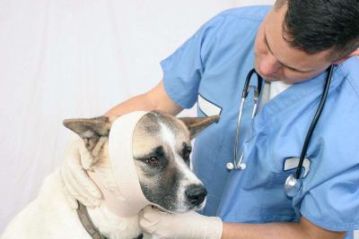 Cina Fixation Animal Healthcare Oem Cohesive Bandage Patterned Wrap Vet Flexible Self Adhesive in vendita
