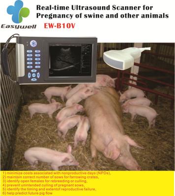 China Portable Ultrasound Scanner Veterinary Pregnancy EW-B10V with convex probe for Small & Large Animals for sale